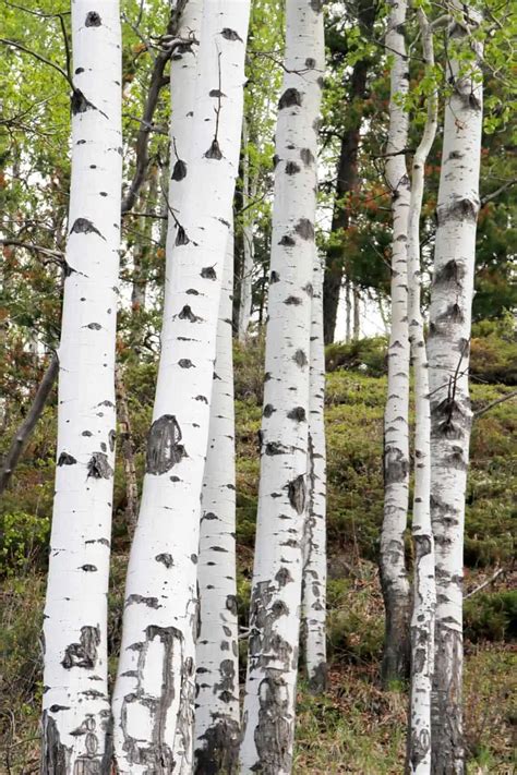 Stunning White Bark Trees You Will Find In Texas