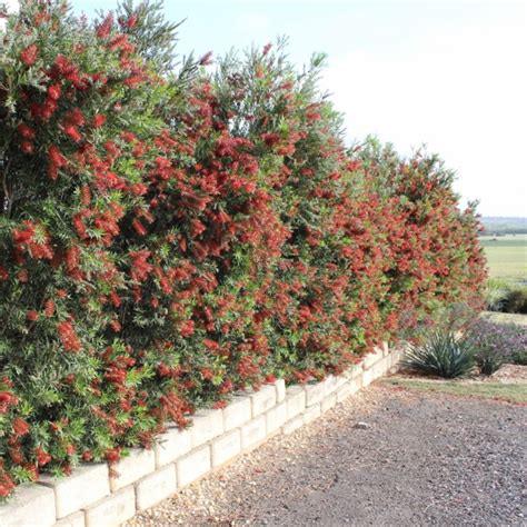 Callistemon Viminalis Cv01 Slim™ Slim™ Dwarf Bottlebrush Green