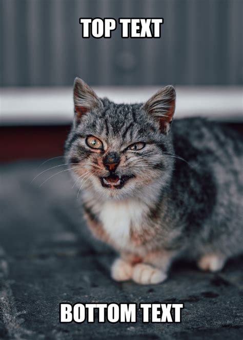 Angry Cat Meme Template For Custom Text Design Templates