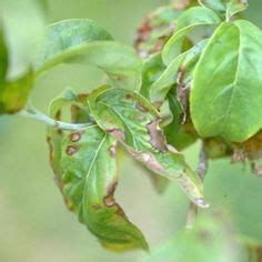 22 Tree Bugs Tree Diseases Ideas Tree Tree Care Disease