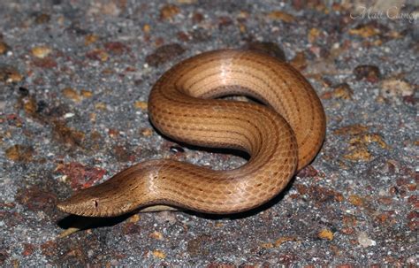 Legless Lizard Western Australia Dgam