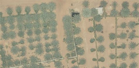 Uae Palm Tree Dataset Mbrsc Lab