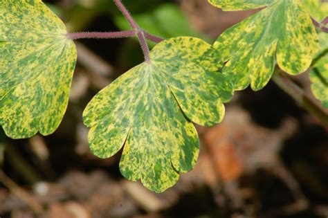 Plants With Variegated Leaves