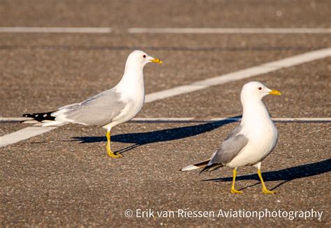 Erik Van Riessen Erik Van Riessen Aviation Photography
