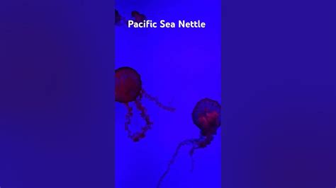 Pacific Sea Nettle Youtube