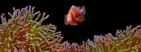 Anemone The Brief Tale Of A Drupal Core Security Advisory Xjm