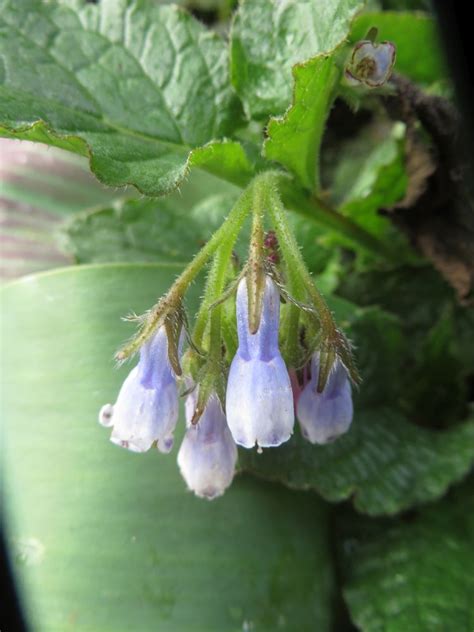 Symphytum hidcote blue reproduction - damanet