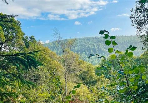 Veteran Tree Management Dartforest