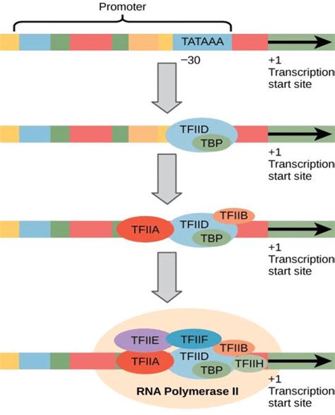 Promoter Of A Gene Transcribed By Rna Polymerase Ii Transcription