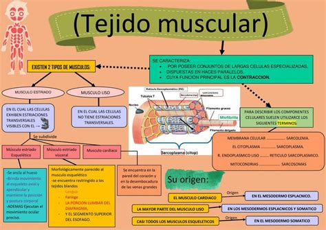 Tejido Muscular Biology Gladys Udocz