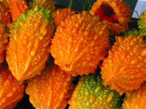 Момордика лечебные свойства противопоказания и рецепты