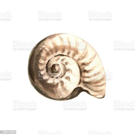 바다 껍질 흰색 배경에 고립 된 수중 생명체 손으로 그린 수채화 그림 클립 아트 포스터 섬유 기념품 웹 사이트 엽서 스티커 전단지에 사용할 수 있습니다 조개 껍데기에 대한