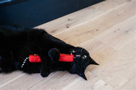 How Much Catnip Is Too Much Furtropolis