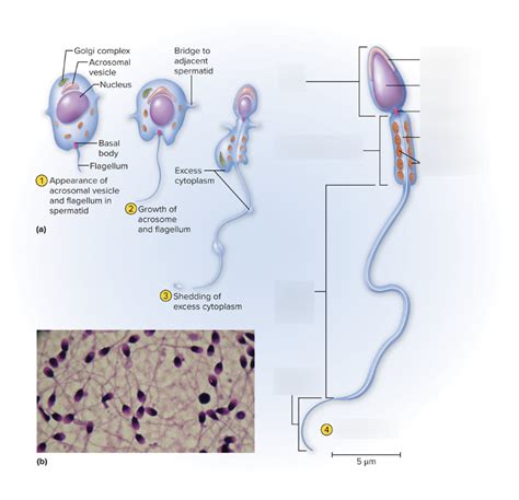 Sperm Diagram Quizlet