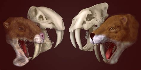Thylacosmilus Was Not A Saber Tooth Predator Paleontology Sci