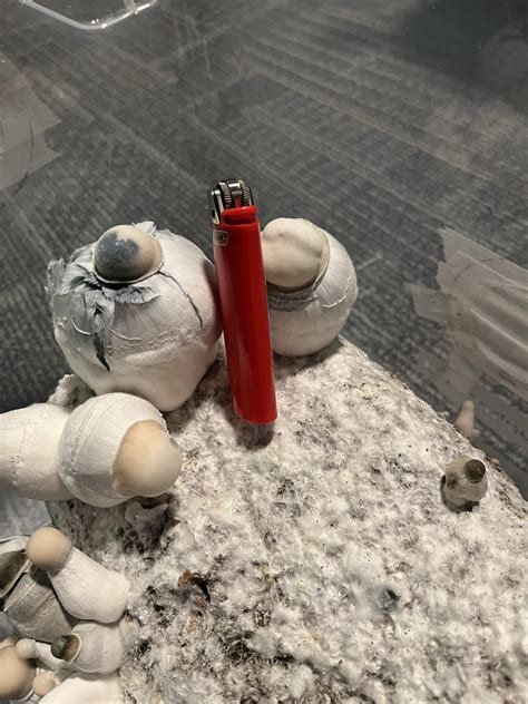 Old Agar Plates That Have Pretty Much Dried Out Will It Come Back To