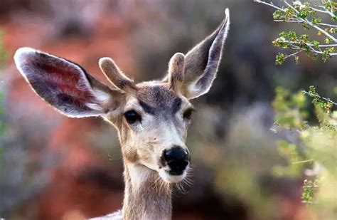 Mule Deer Description Habitat Image Diet And Interesting Facts