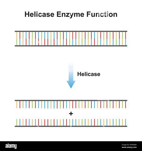 Scientific Designing Of Helicase Enzyme Effect On Dna Molecule From