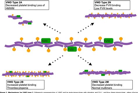 Figure 3 From Diagnostic Approach To Von Willebrand Disease Semantic