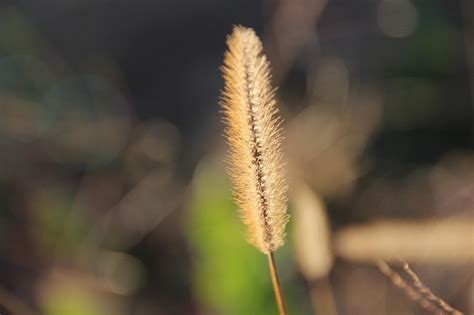 80 무료 강아지풀 And 자연 이미지 Pixabay