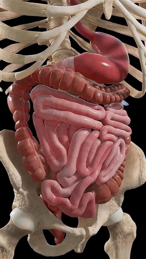 Human Internal Anatomy Body Anatomy Digestive System Anatomy Human Body Systems