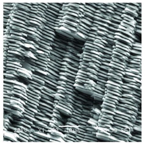 Abalone Shell Structure