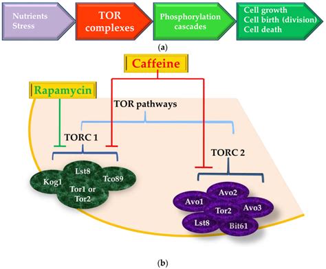 Schematic Representation Of Target Of Rapamycin Tor Complexes A Download Scientific