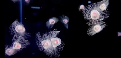 Turritopsis Dohrnii Life Cycle