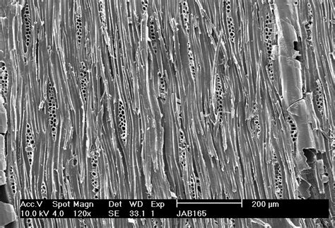 Factsheet S Rays Number Of Cells Wide