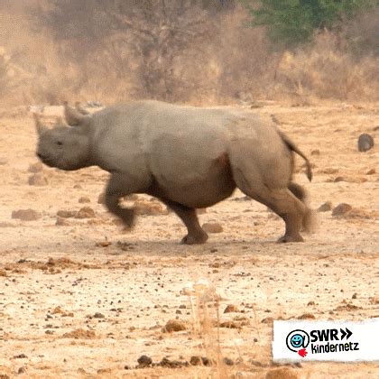 Rhino Running S Find And Share On Giphy