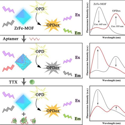Sensitivity And Selectivity Of The Ratiometric Fluorescent Aptasensor Download Scientific