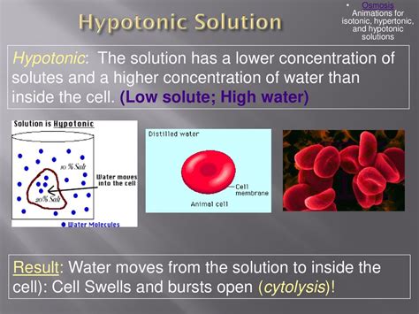 Cellular Transport Notes Ppt Download