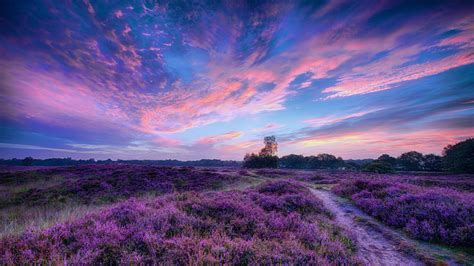 Обои красивое небо путь лавандовое поле 1366x768 от Photomonstr картинки на рабочий стол и