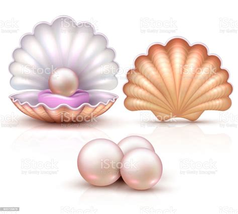 개설 및 폐쇄 고립 된 진주와 조개입니다 조개 벡터 아름다움과 고급 개념에 대 한 그림 개념에 대한 스톡 벡터 아트 및 기타 이미지 개념 개인 장식품 고대 유물