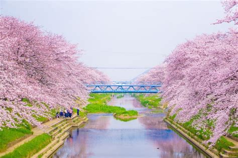 Sakura Flower Meaning Cherry Blossom Symbolism In Japanese Culture Plantisima