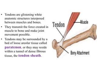 Tendon Healing And Tendon Grafting Pptx