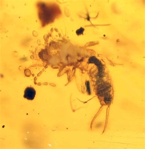 Dermaptera Earwig Fossil Inclusion In Burmese Amber Etsy