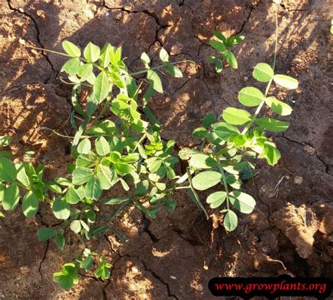 Lentil Plant How To Grow And Care