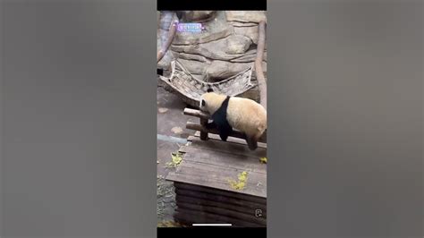 旅法国大熊猫欢黎黎和圆嘟嘟吃播，在福宝的大熊猫住的是宫殿呀。panda Huan Lili And Yuan Dudu Eating In