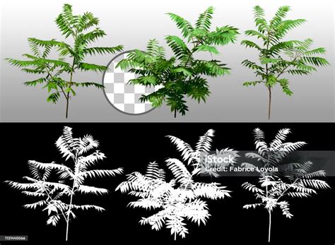 나뭇잎을 잘라냅니다 큰 정밀도의 알파 채널을 통해 투명 한 배경에 고립 된 부시 전문적인 구성을 위한 고해상도 0명에 대한 스톡