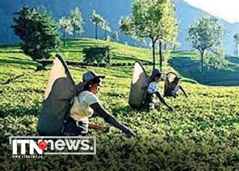 වතු සේවක වැටුප් නොගෙව්වොත් හිමියන්ට වෙන දේ Itn News