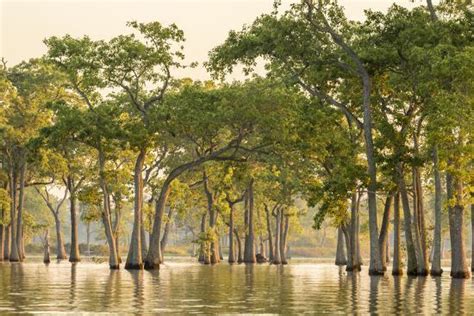 Beautiful Trees For Wet Ground The Tree Center