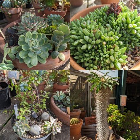 San Mateo Arboretum Society 社区家居厨卫精选