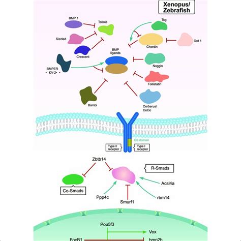 Regulation Of Bmp Signaling By Secreted Regulators During Dv