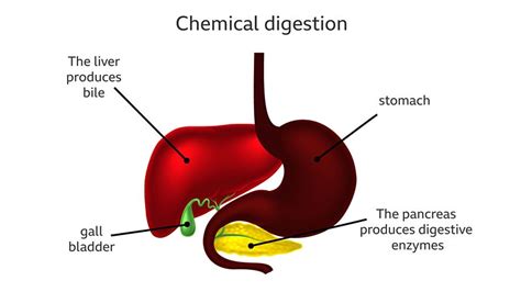 Digestion Bbc Bitesize