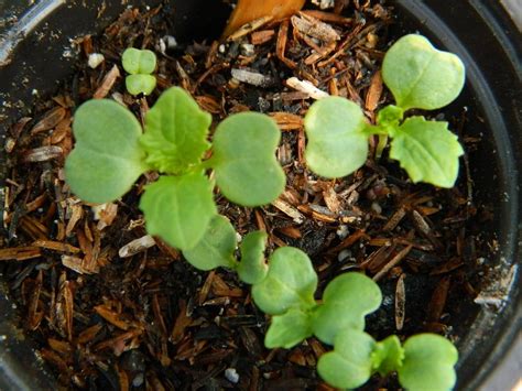 Glossary Tip Cotyledon Garden Org