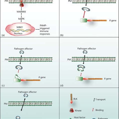 Different Modes Of Pathogen Recognition A Recognition Of Download Scientific Diagram