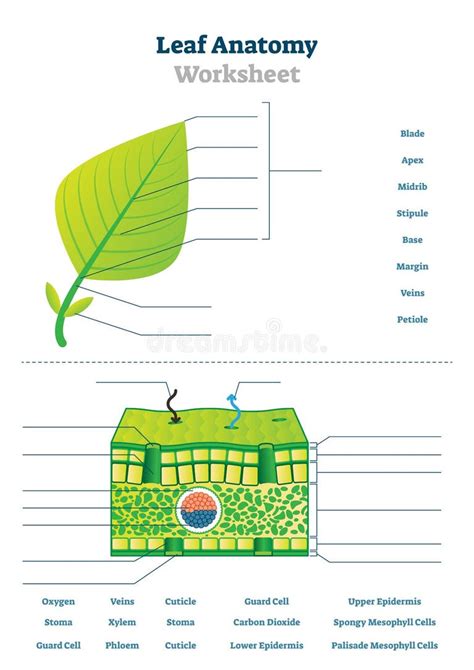 Leaf Structure Labeled Stock Illustrations 80 Leaf Structure Labeled