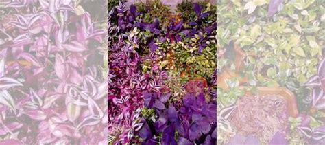 Черенки растений купить в Самаре Товары для дома и дачи Авито