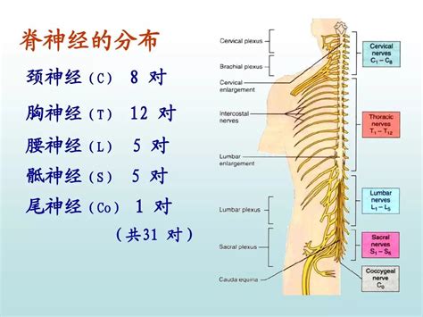 脊神经的分布区域图 脊分布图 脊支配分布图 大山谷图库